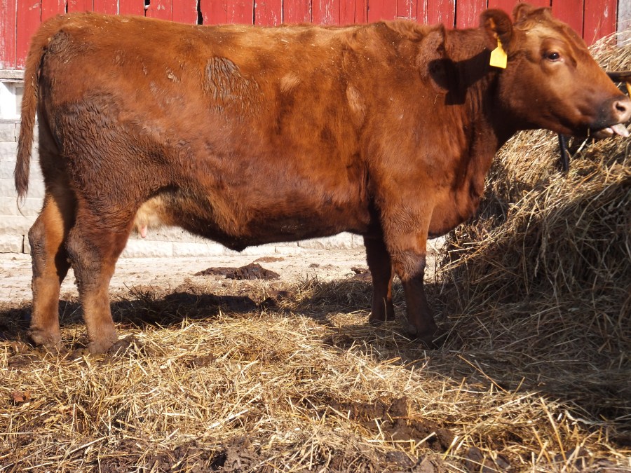 Curious reproduction | Curiousfarmer