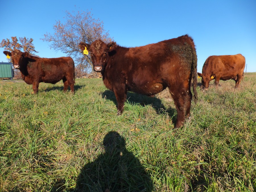 Curious livestock costs | Curiousfarmer