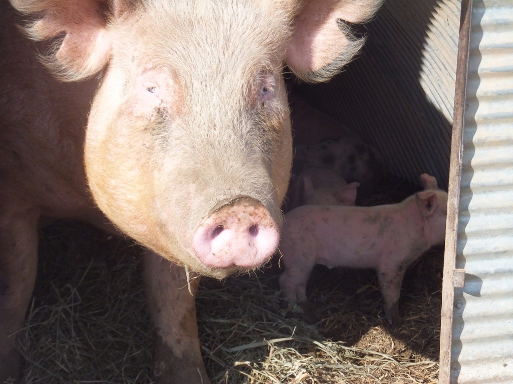 Curious reproduction | Curiousfarmer