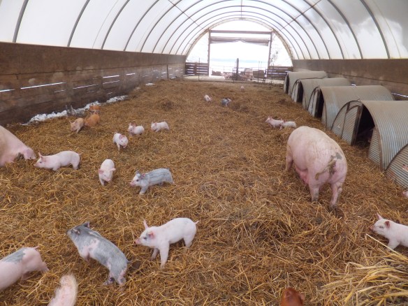 Natural Farrowing House Design Understanding Pig Welfare: Challenges