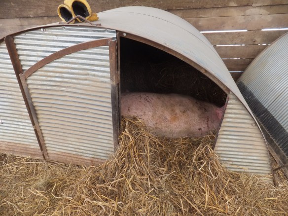 Natural Farrowing House Design Understanding Pig Welfare: Challenges