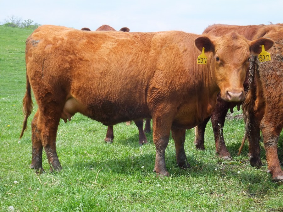 Curious livestock costs | Curiousfarmer