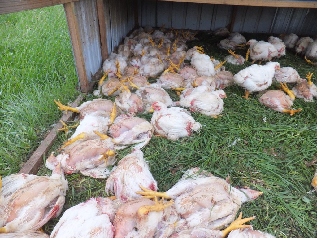 Curious chickens | Curiousfarmer