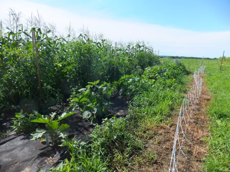 The Power of Yes | Curiousfarmer